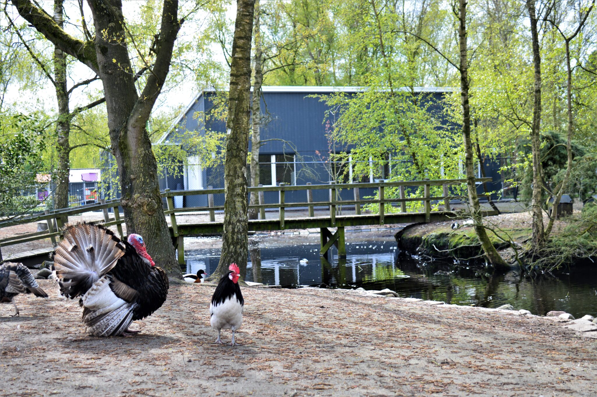 Magazine 'De Jaknikker' - Dorpsportaal Schoonebeek